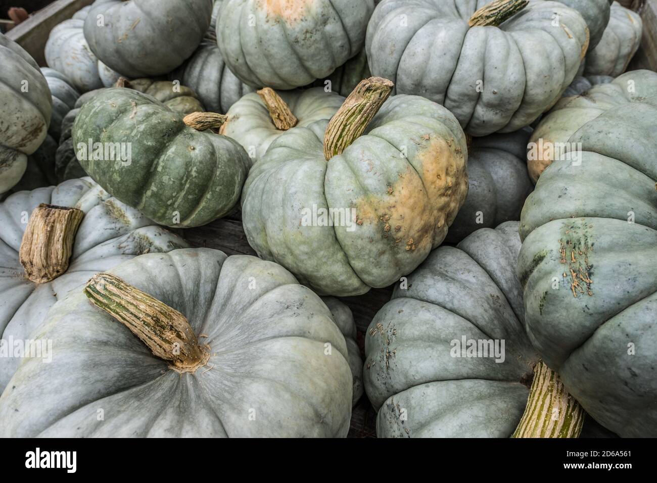 Unique green pumpkins of different sizes shapes and shades of green ...