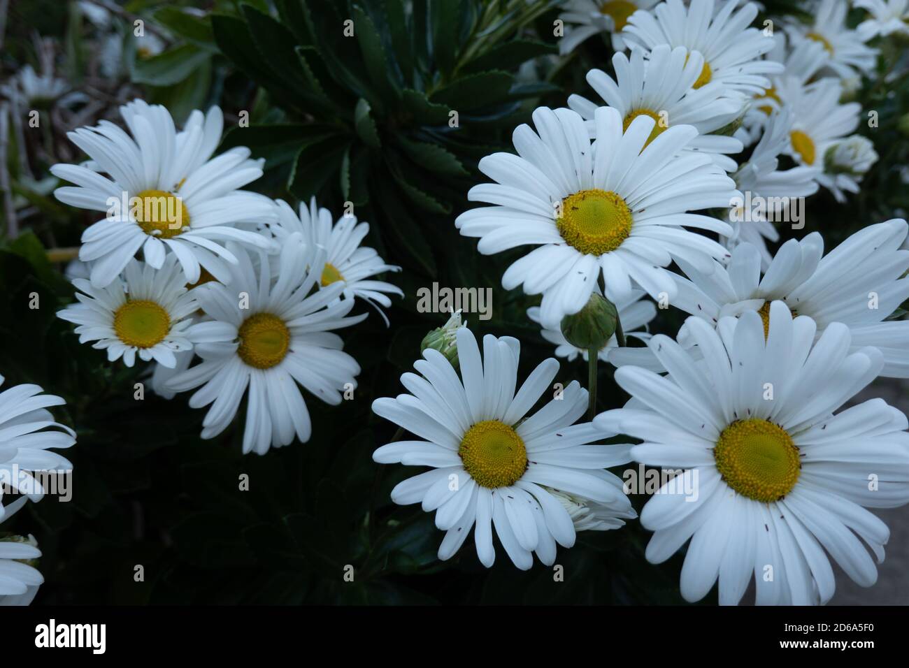 Queens daisies hi-res stock photography and images - Alamy