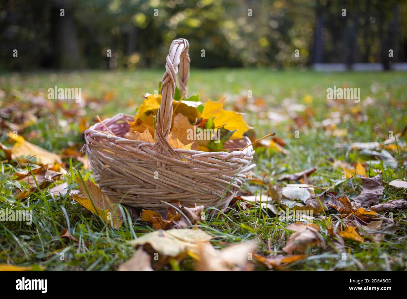 Baby red maple leaves hi-res stock photography and images - Alamy