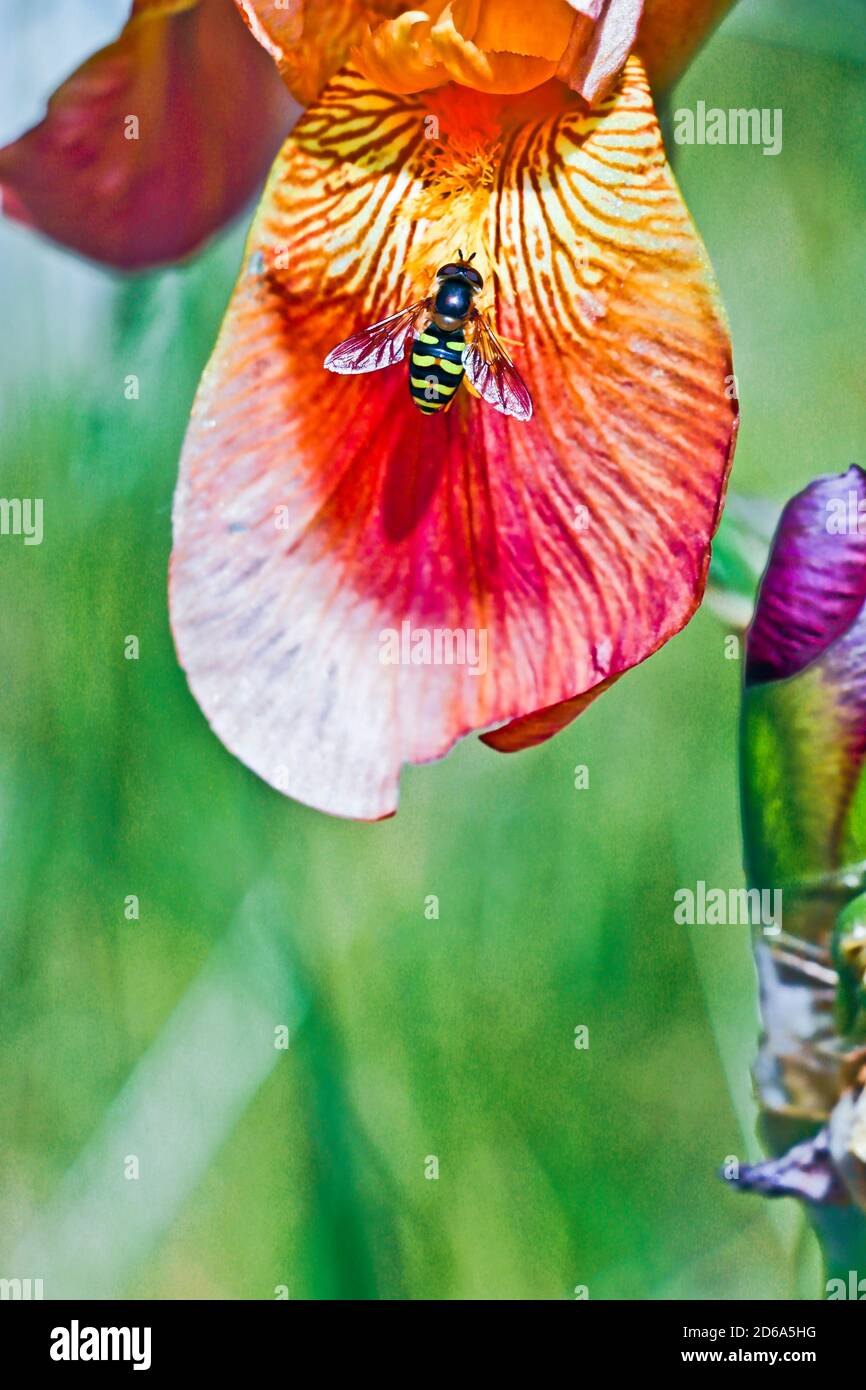 Iridaceae hi-res stock photography and images - Alamy