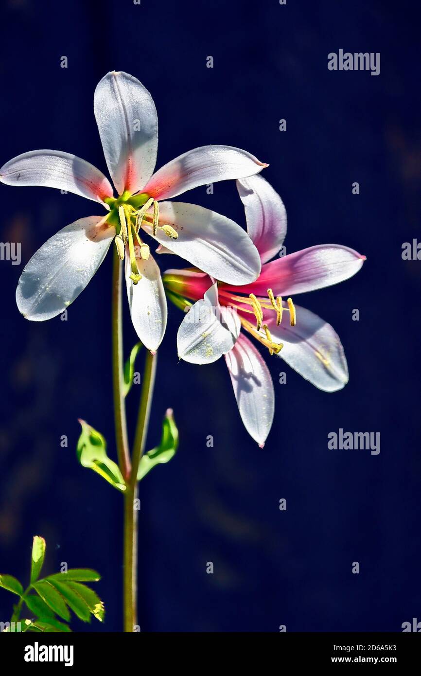 Lilium cascade hi-res stock photography and images - Alamy