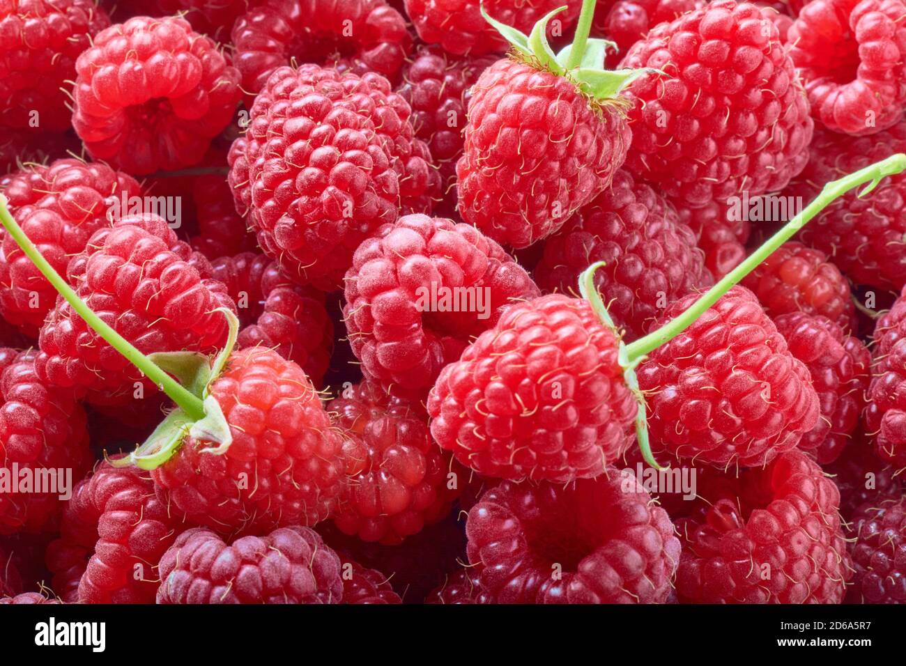 Red Ripe Delicious raspberries with green tail background. Raspberry ...