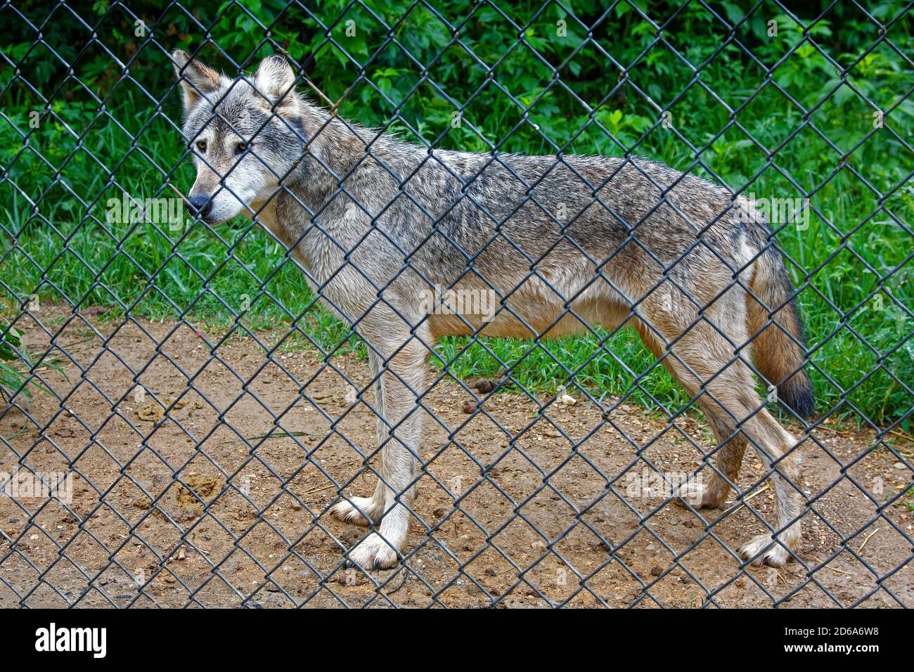 wolf portrait, full body, speckled gray fur, behind chain link fence ...