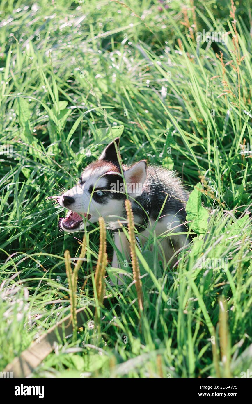 Angry little husky at green grass outdoor Stock Photo - Alamy