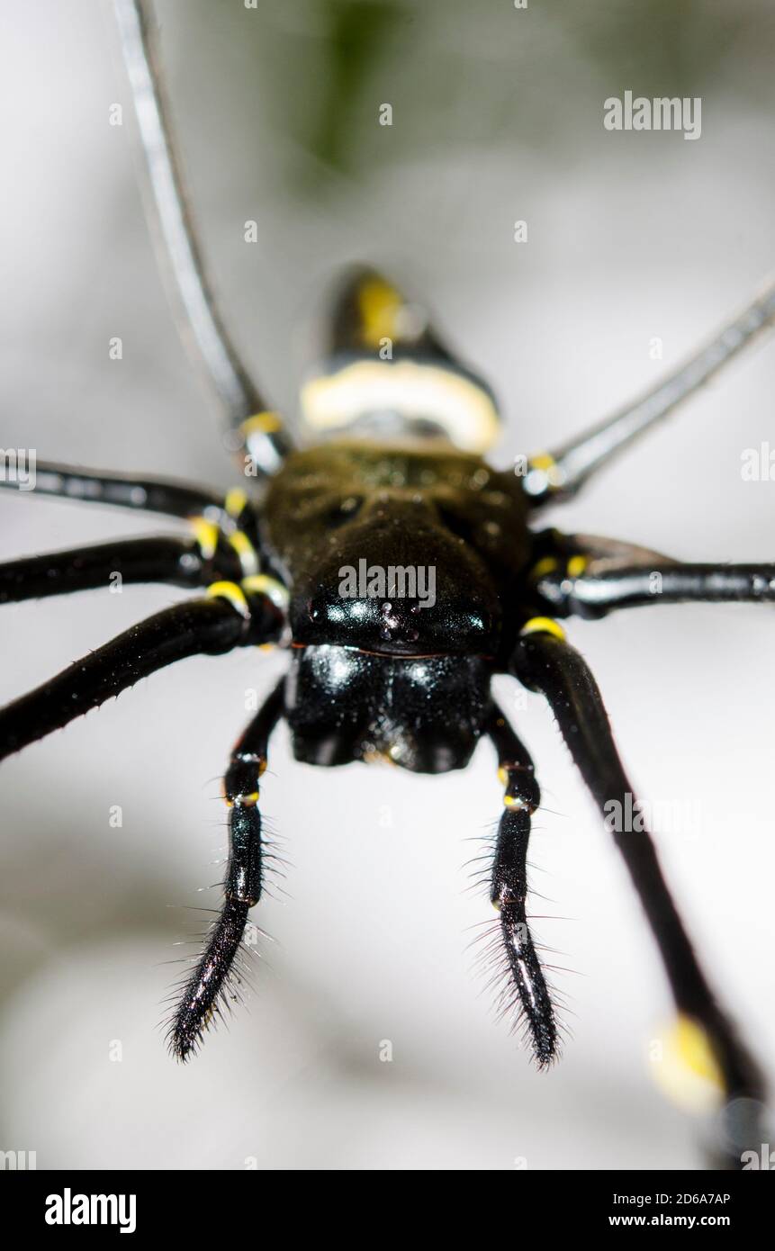Golden Orb Web Spider Nephila Pilipes High Resolution Stock Photography ...