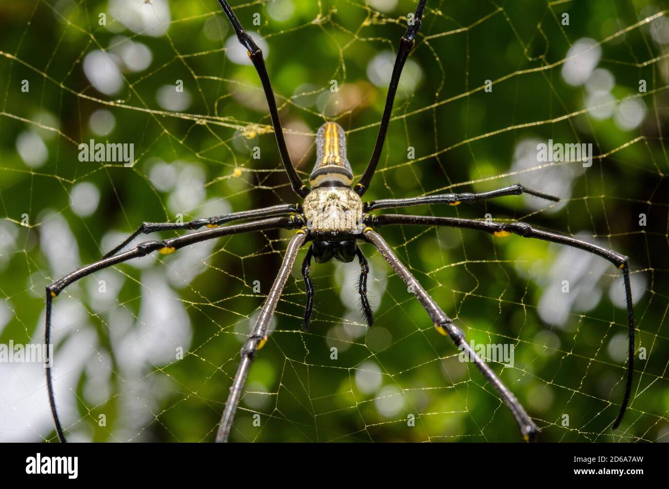 Golden Orb Silk Weaver Spider High Resolution Stock Photography and ...