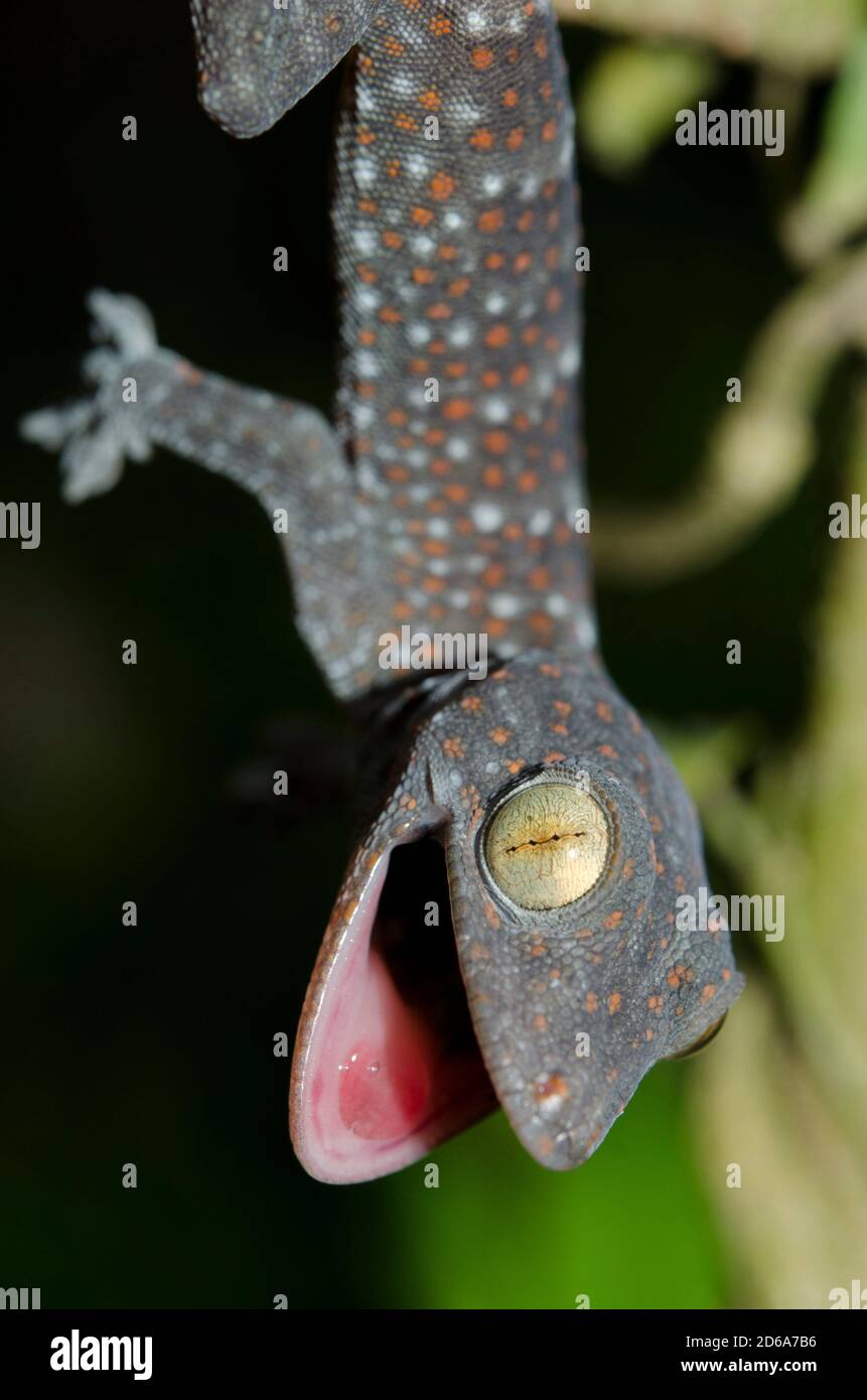 Lizard Bali Indonesia High Resolution Stock Photography and Images - Alamy