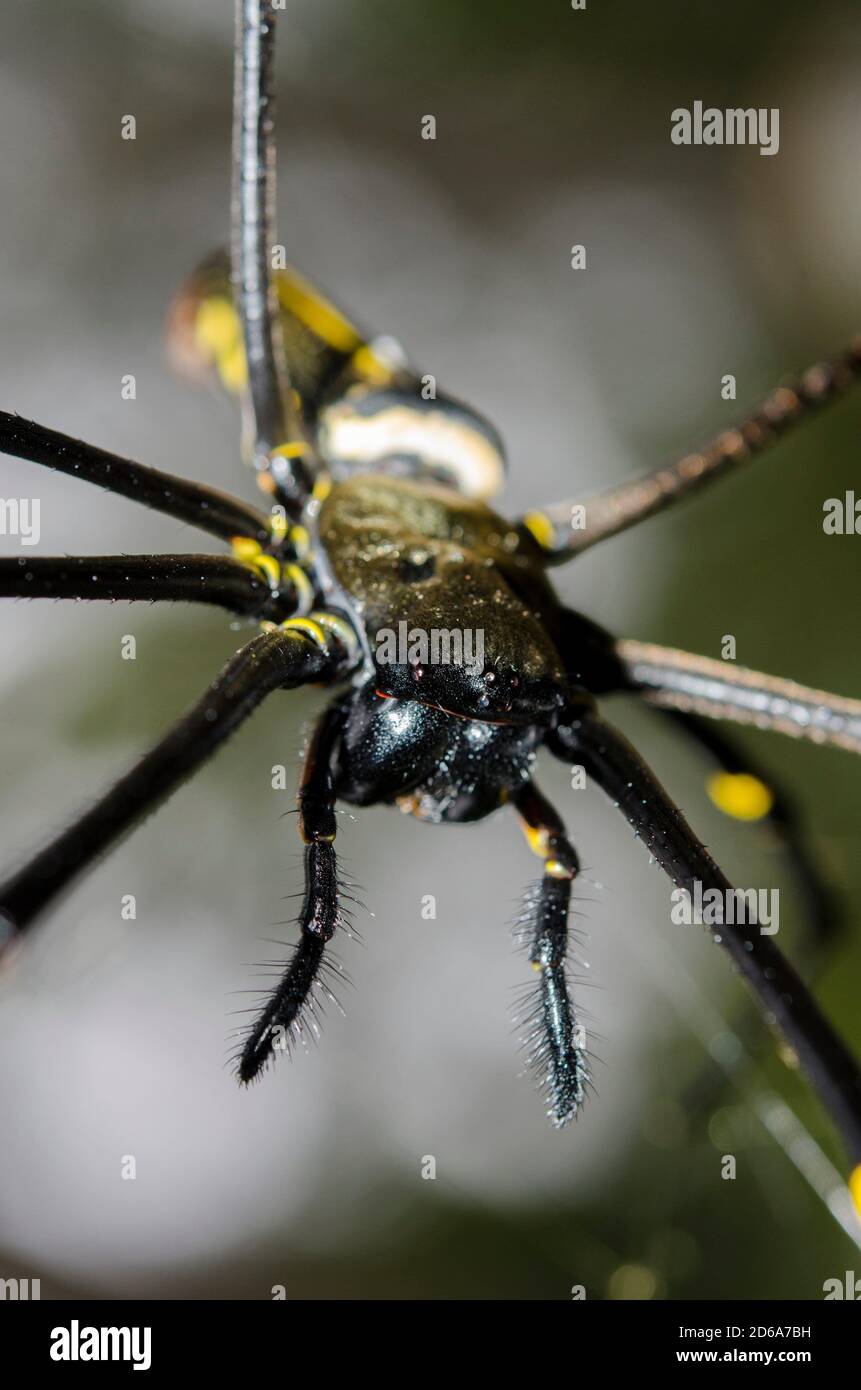 Golden Orb Web Spider Nephila Pilipes High Resolution Stock Photography ...