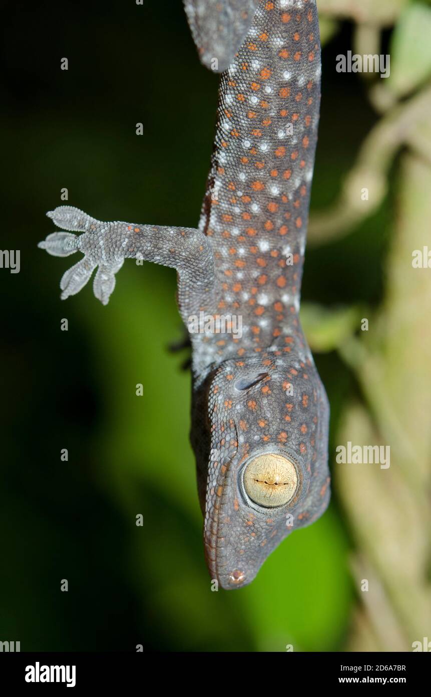 Side View Of Gecko High Resolution Stock Photography and Images - Alamy