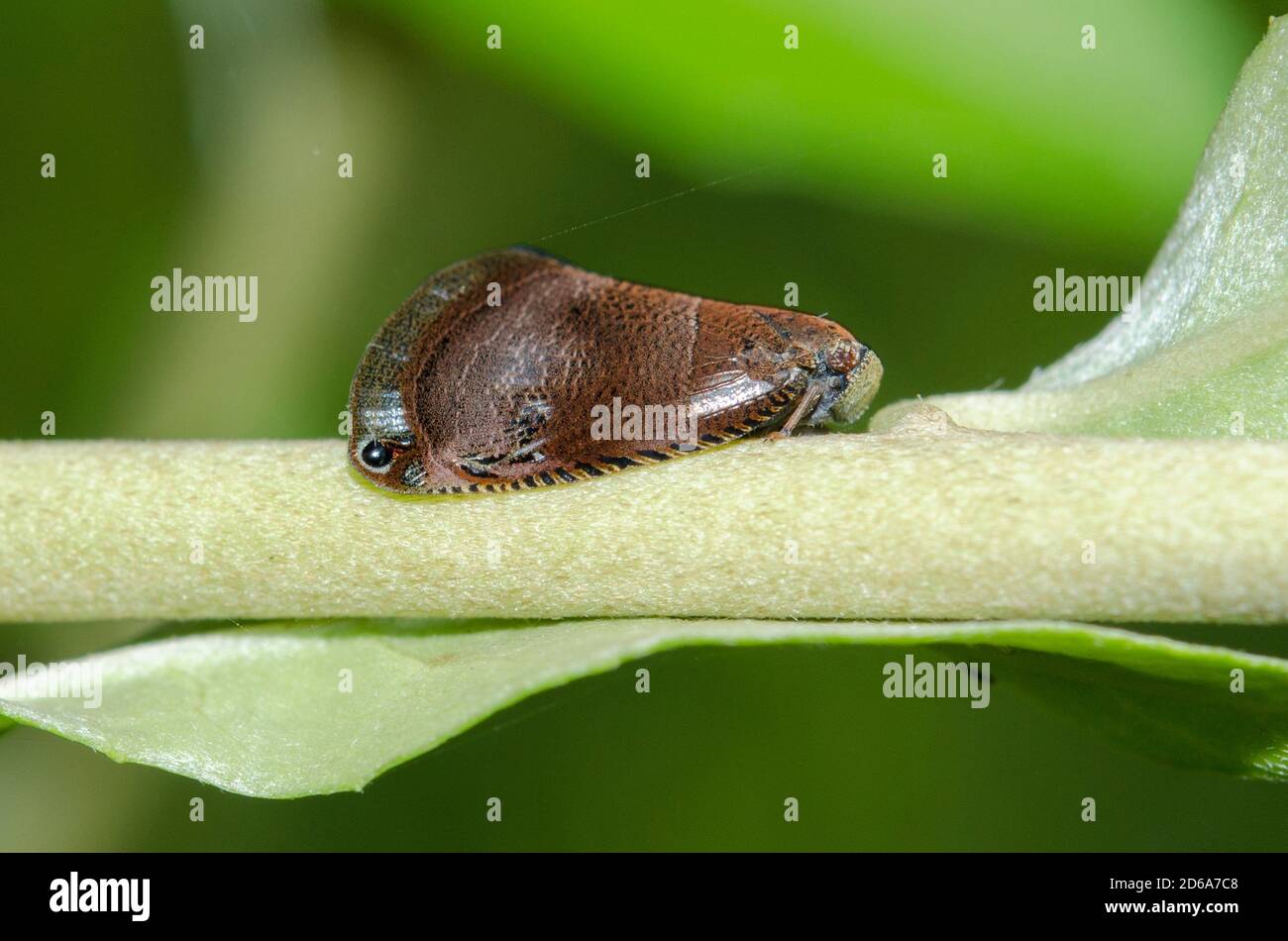 Ricaniidae hi-res stock photography and images - Alamy