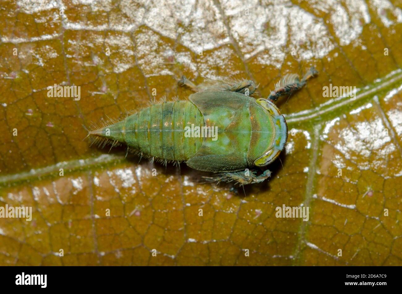 Family Cicadellidae High Resolution Stock Photography and Images - Alamy