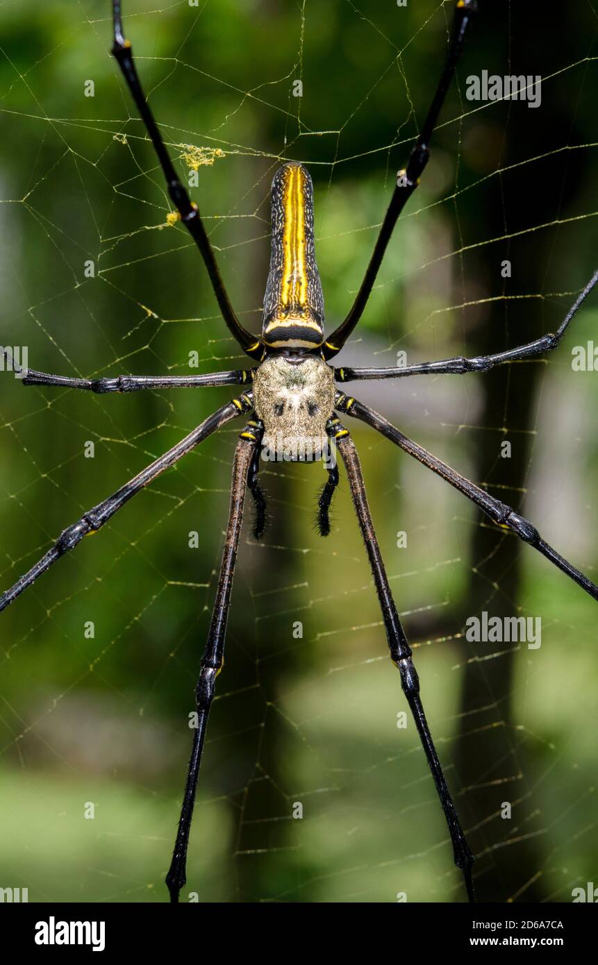 Bali Indonesia Giant Spider High Resolution Stock Photography and ...