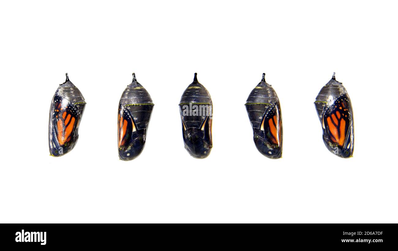 Monarch butterfly chrysalis, transparent with five different angles ...