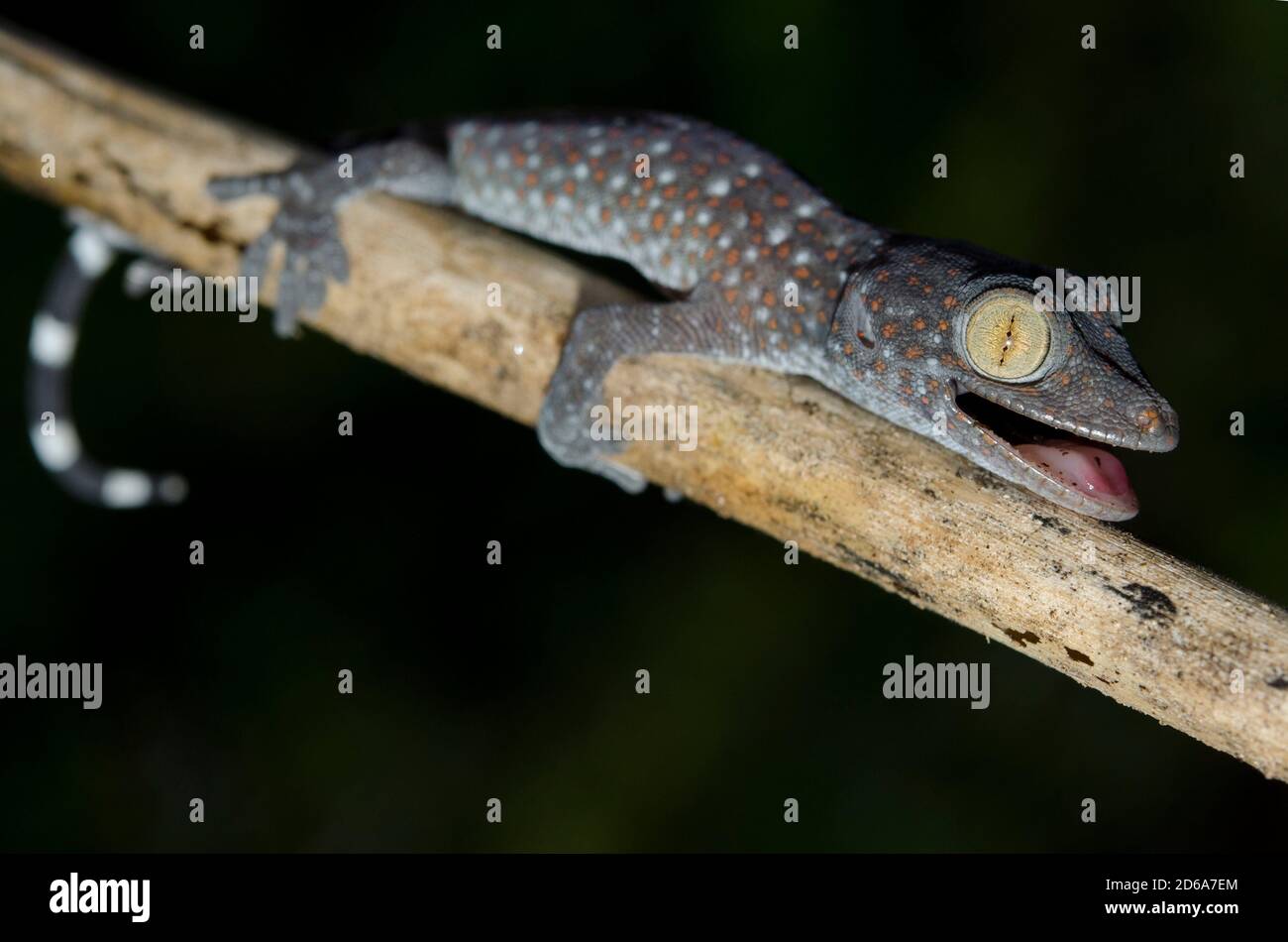 Striped Gecko High Resolution Stock Photography and Images - Alamy