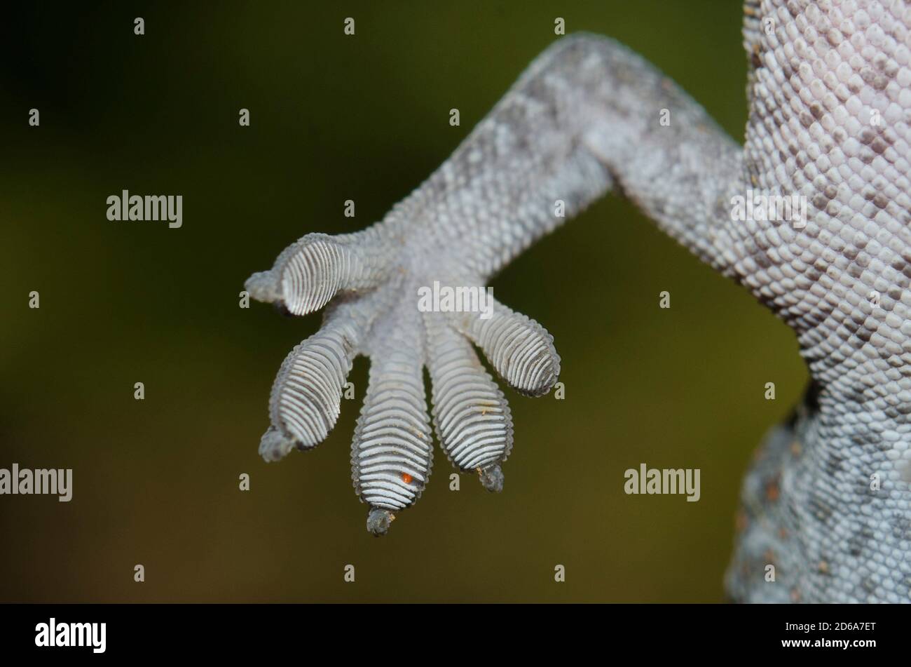 Gecko mite High Resolution Stock Photography and Images - Alamy