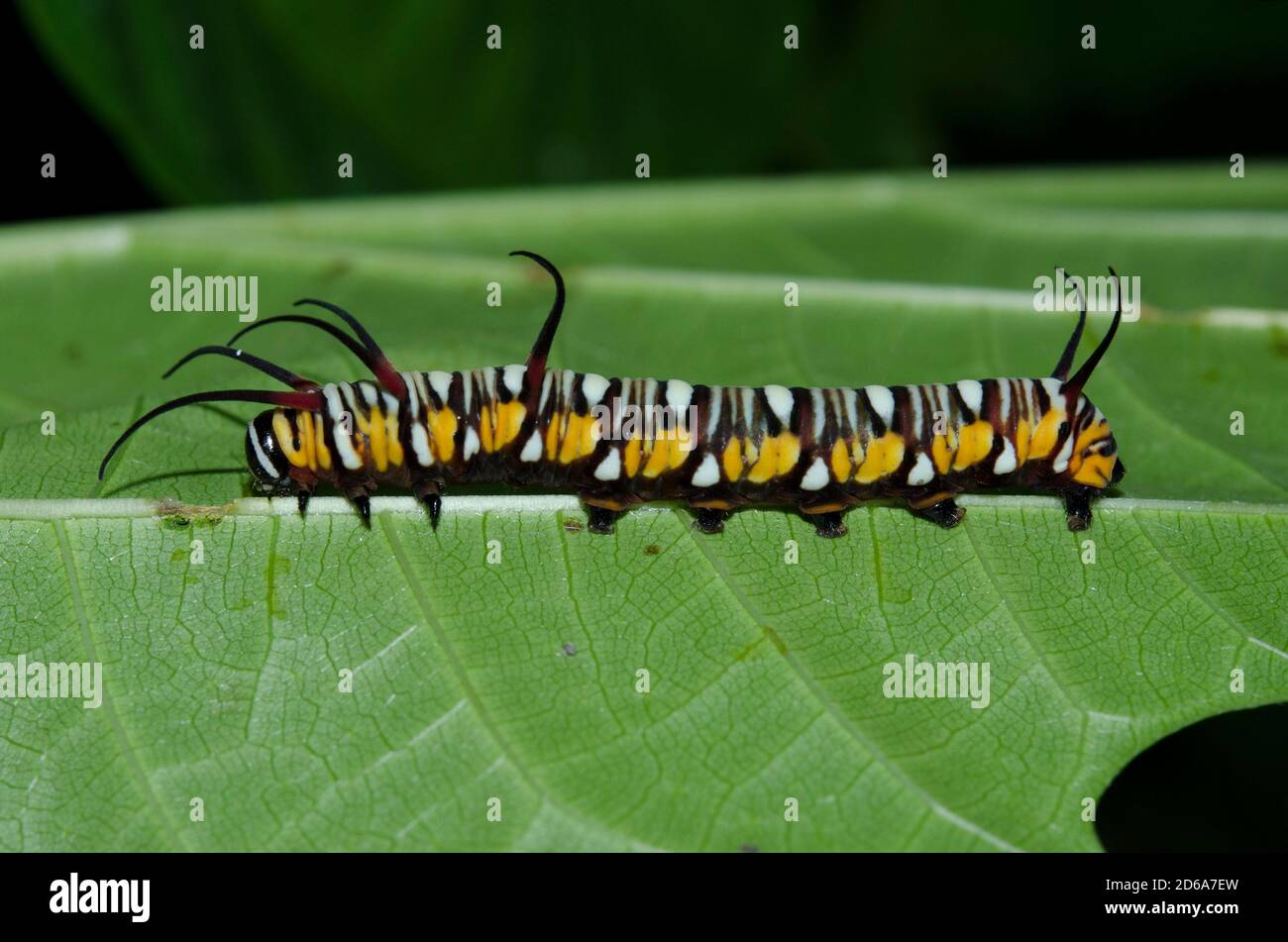 Tiger Butterfly Caterpillar High Resolution Stock Photography and ...