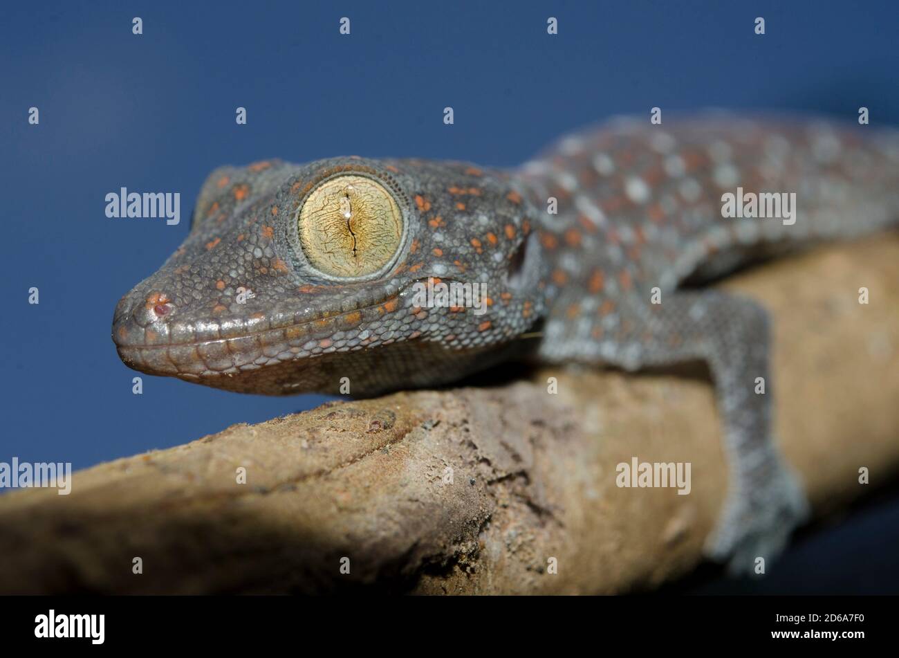 Lizard Bali Indonesia High Resolution Stock Photography and Images - Alamy