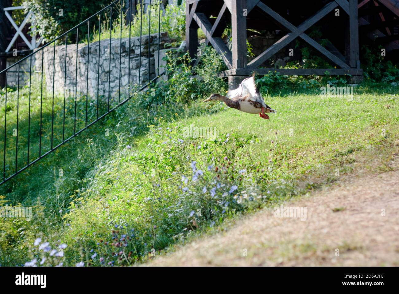 Duck flying on the air, shoot during fly Stock Photo - Alamy