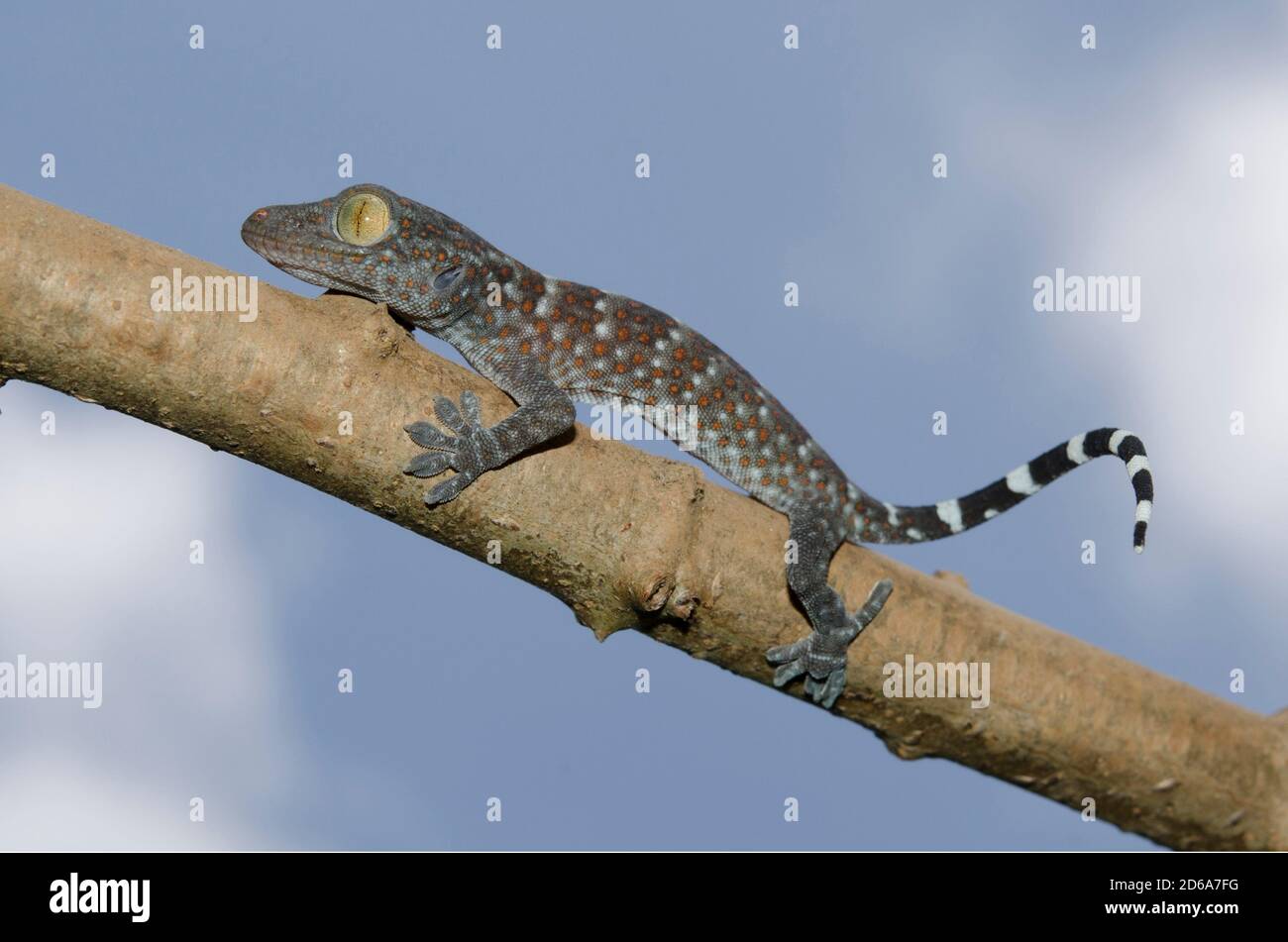 Lizard Bali Indonesia High Resolution Stock Photography and Images - Alamy