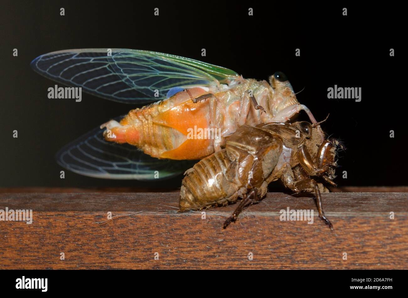 Hemiptera Cicadidae Exoskeleton High Resolution Stock Photography and ...