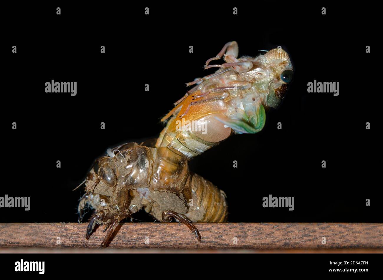 Cicada Exuviae High Resolution Stock Photography and Images - Alamy