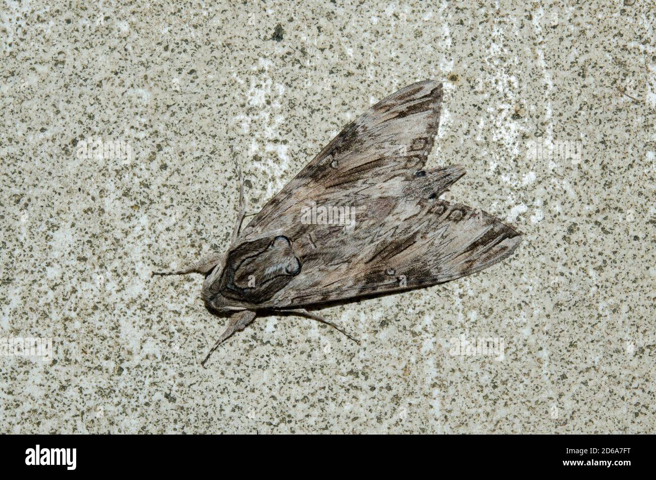 Convolvulus hawk moth hi-res stock photography and images - Alamy