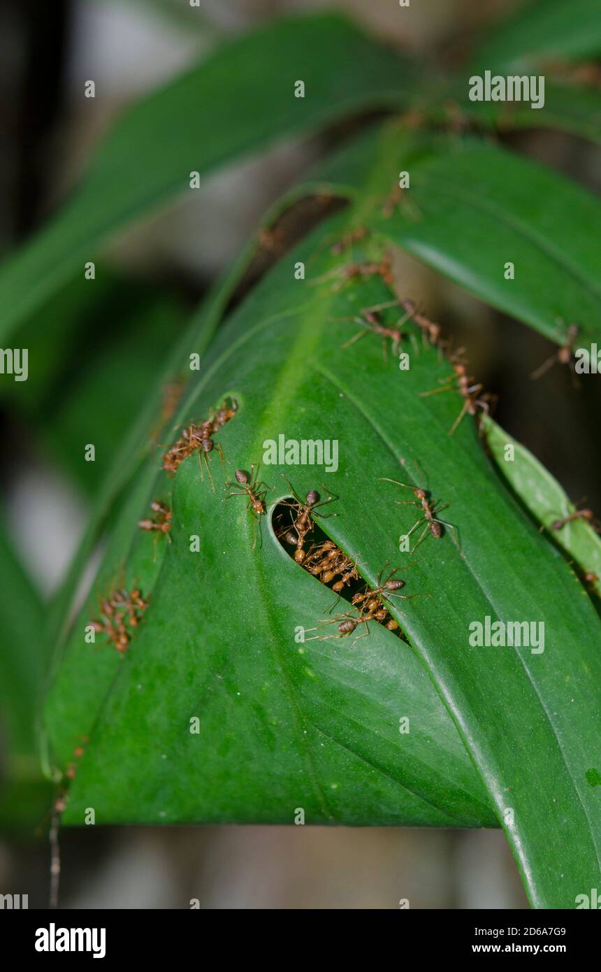 Formicidae High Resolution Stock Photography and Images - Alamy