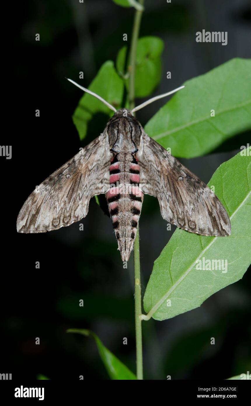 Male hawk moth hi-res stock photography and images - Alamy