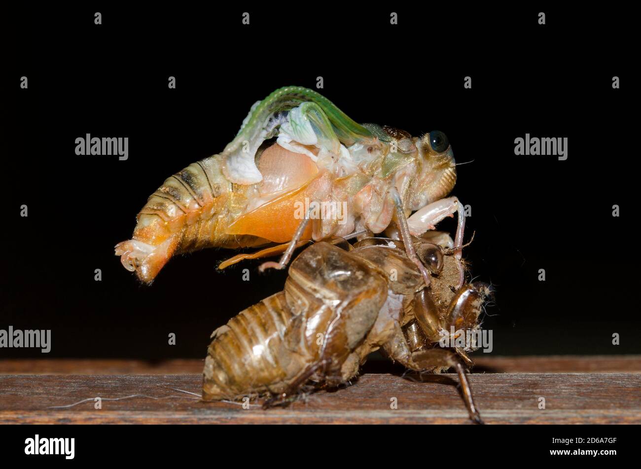 Cicada Family High Resolution Stock Photography and Images - Alamy