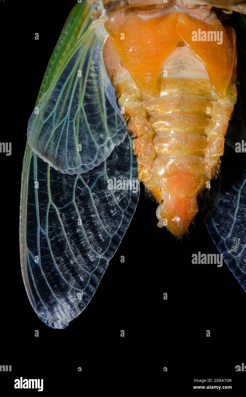 Cicada Image High Resolution Stock Photography and Images - Alamy