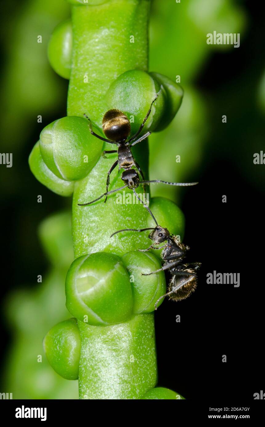 Golden Tailed Spiny Ant High Resolution Stock Photography and Images ...