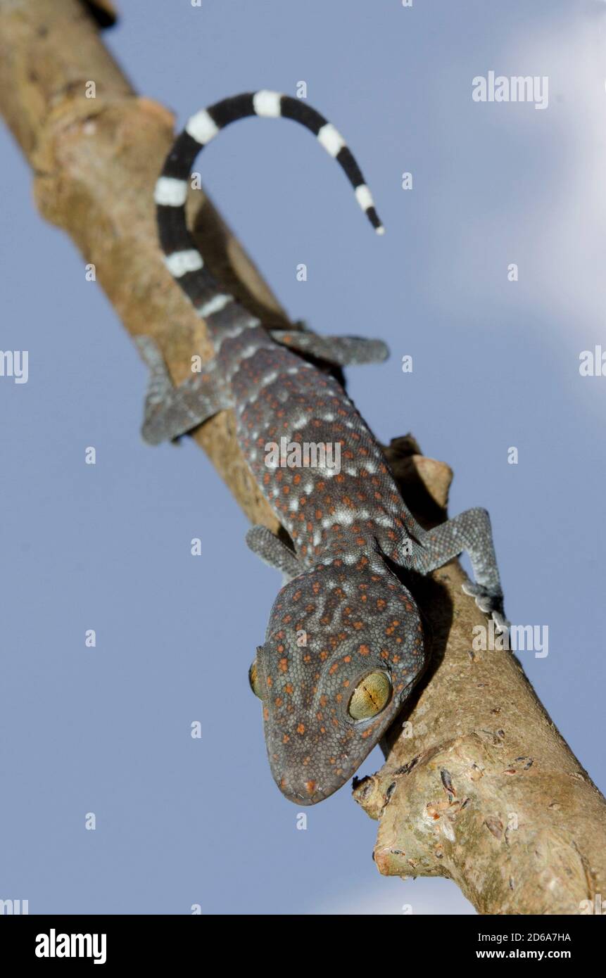 Lizard Bali Indonesia High Resolution Stock Photography and Images - Alamy