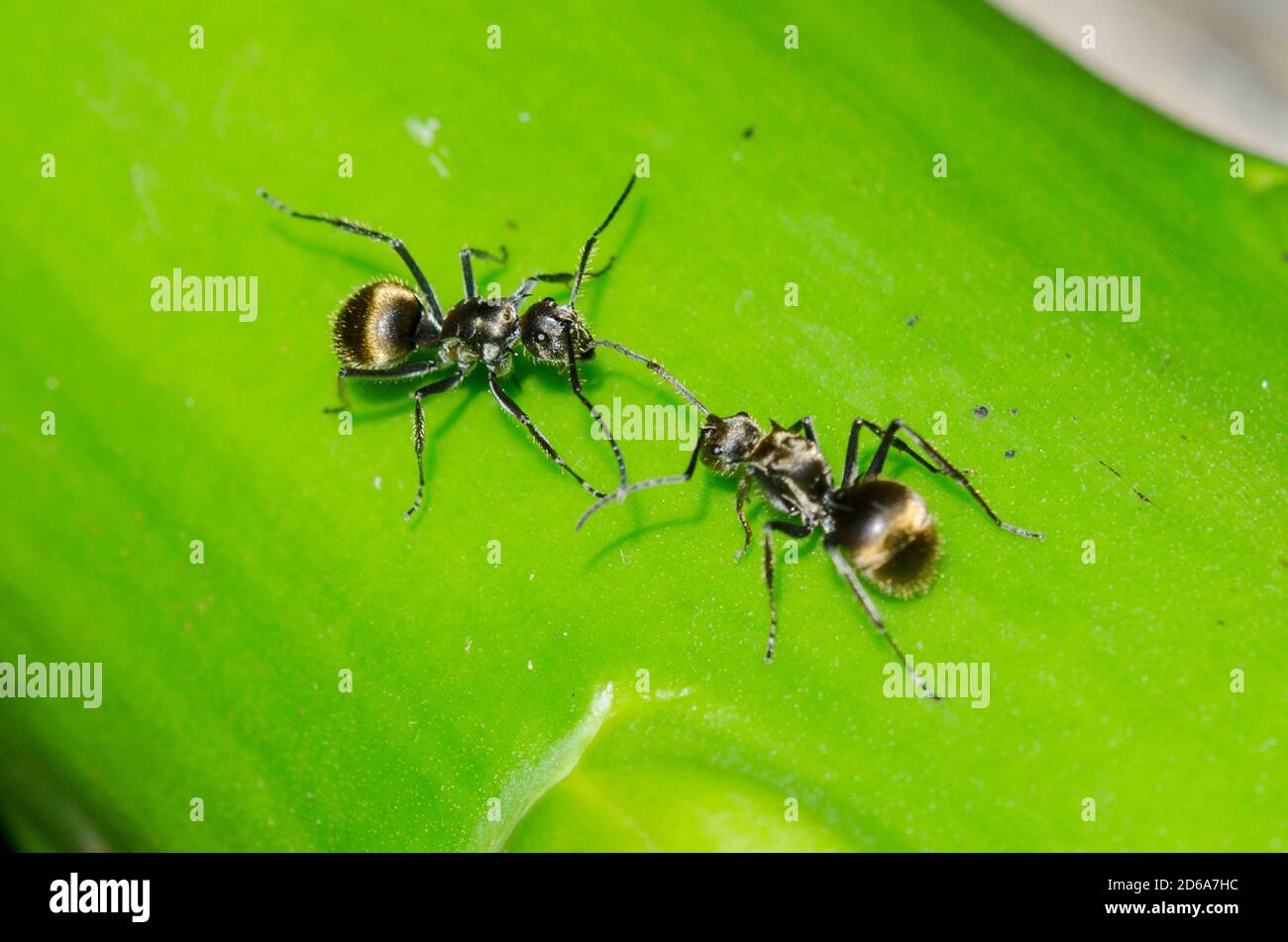 Golden Tailed Spiny Ant High Resolution Stock Photography and Images ...