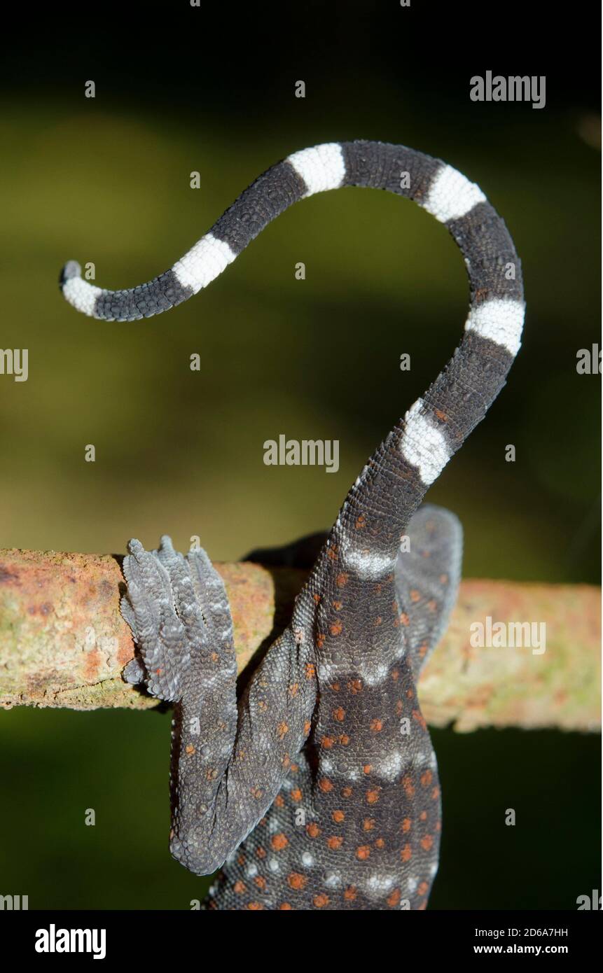 Gecko tail hi-res stock photography and images - Alamy