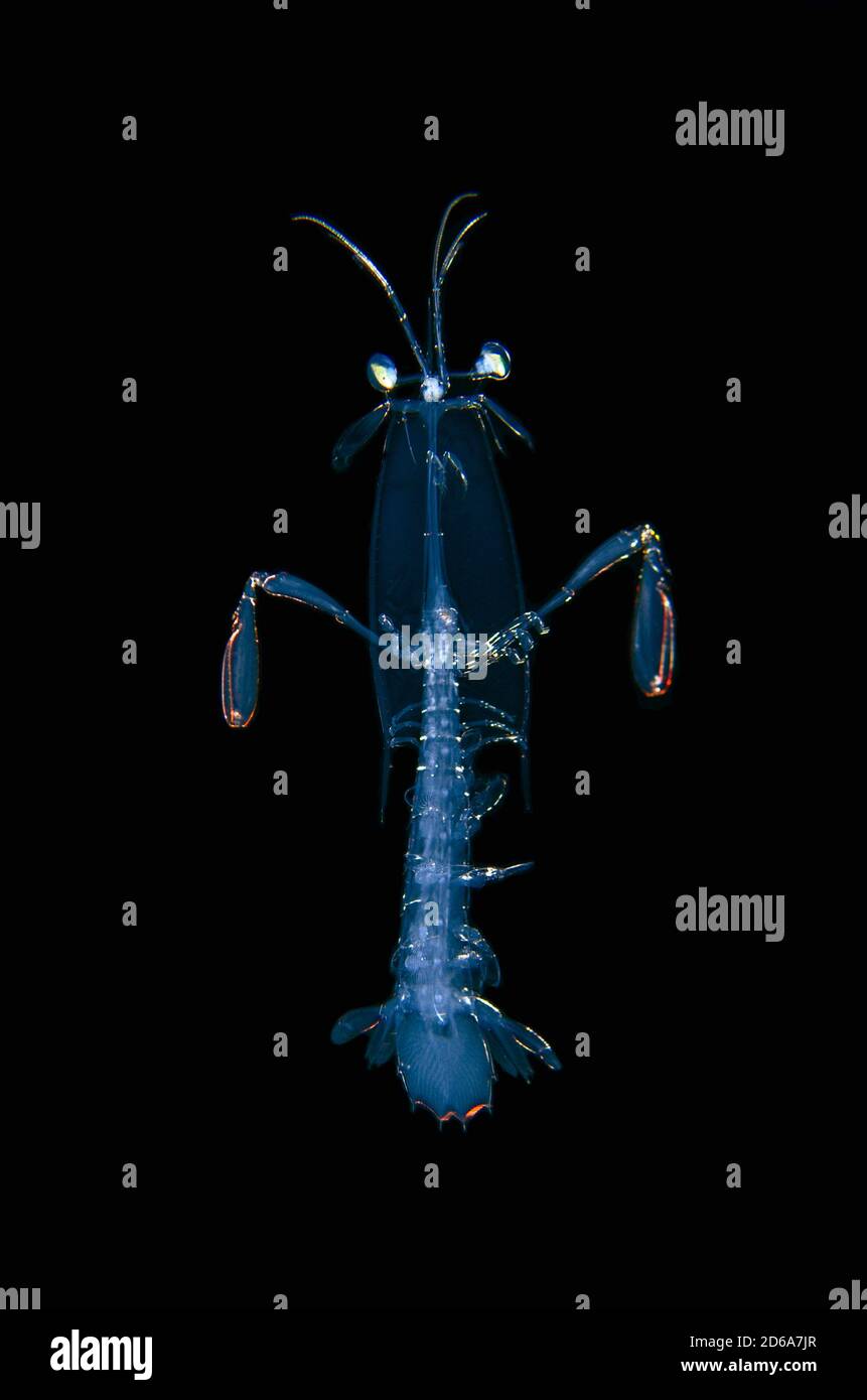 Floating larva hi-res stock photography and images - Alamy