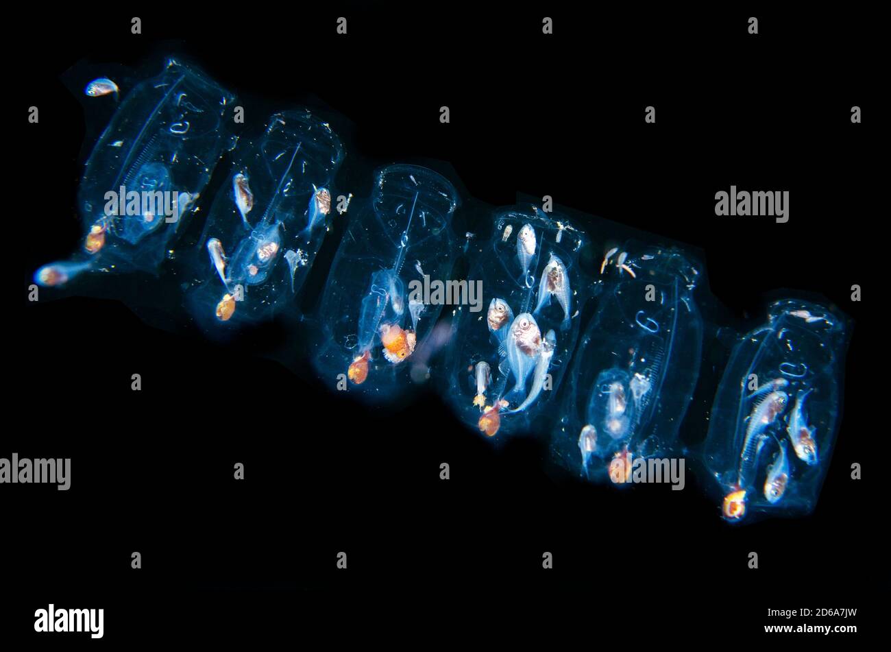 Gastropod larva hi-res stock photography and images - Alamy