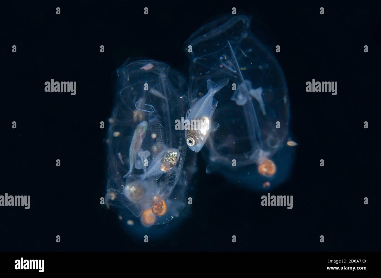 People seeking protection hi-res stock photography and images - Alamy