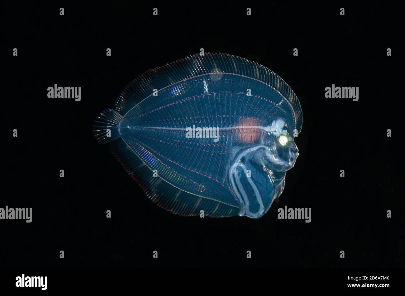 Black Flounder High Resolution Stock Photography and Images - Alamy