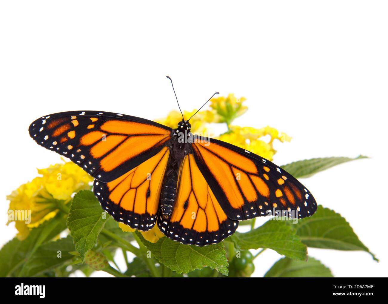 Monarch wings hi-res stock photography and images - Alamy