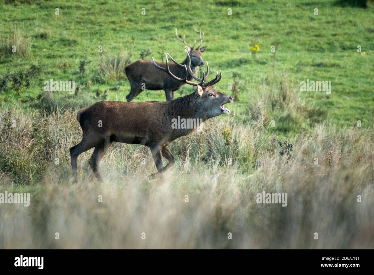 Irish Red Deer stag with impressive antlers bellows during the rutting ...