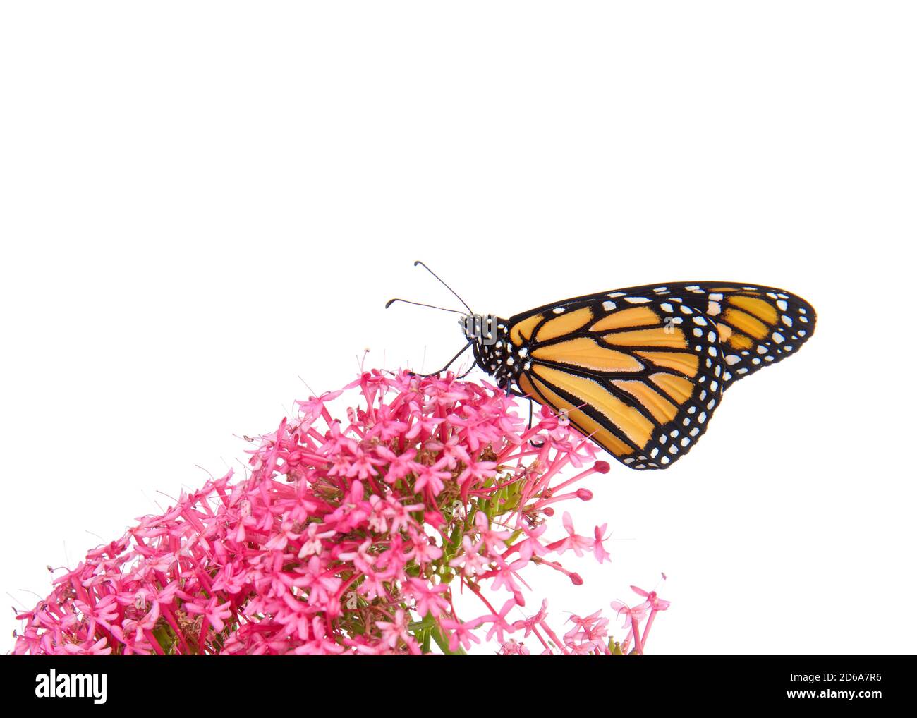 Star life cycle hi-res stock photography and images - Alamy