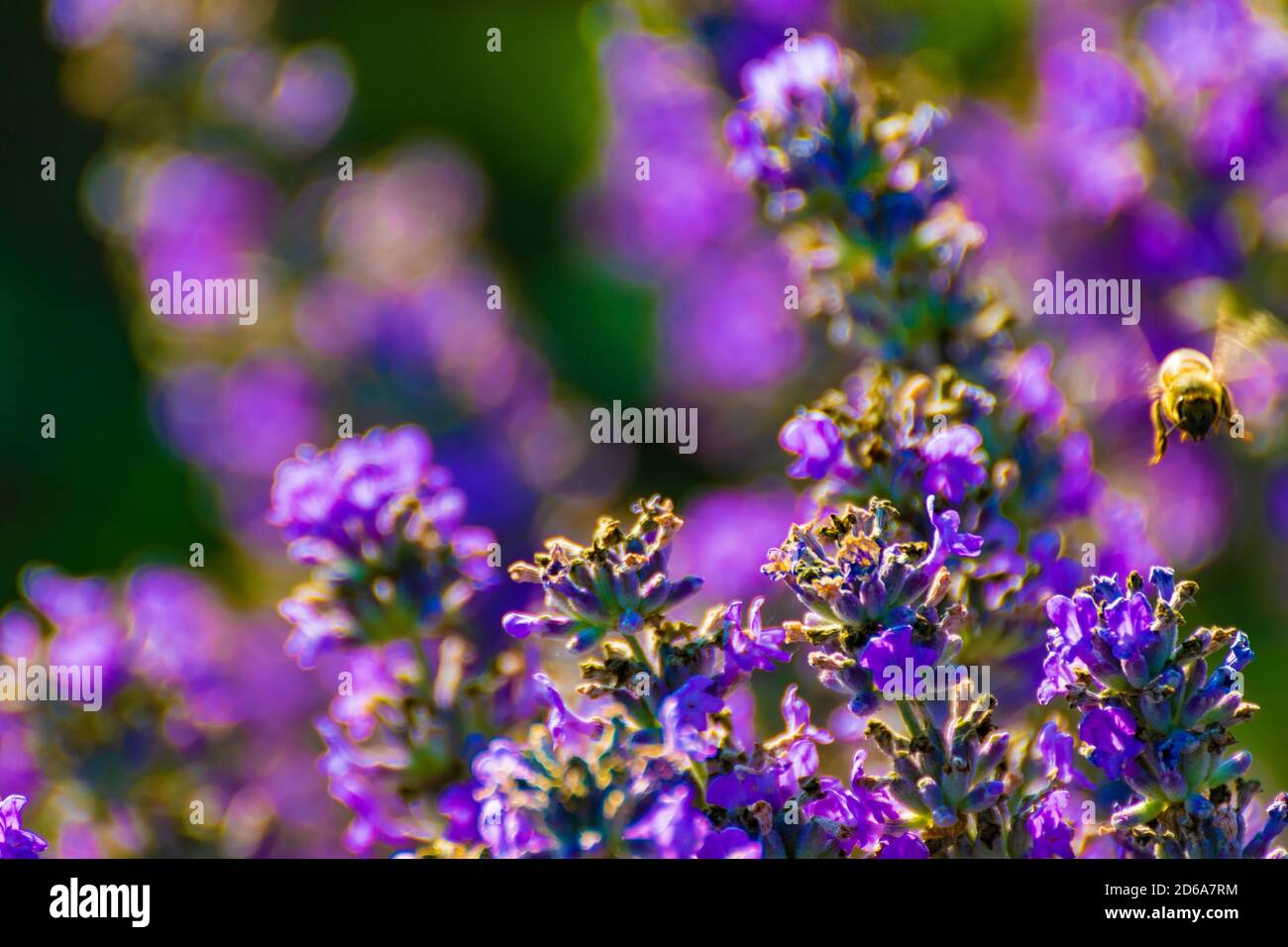 Bee hovering over flowers hi-res stock photography and images - Alamy