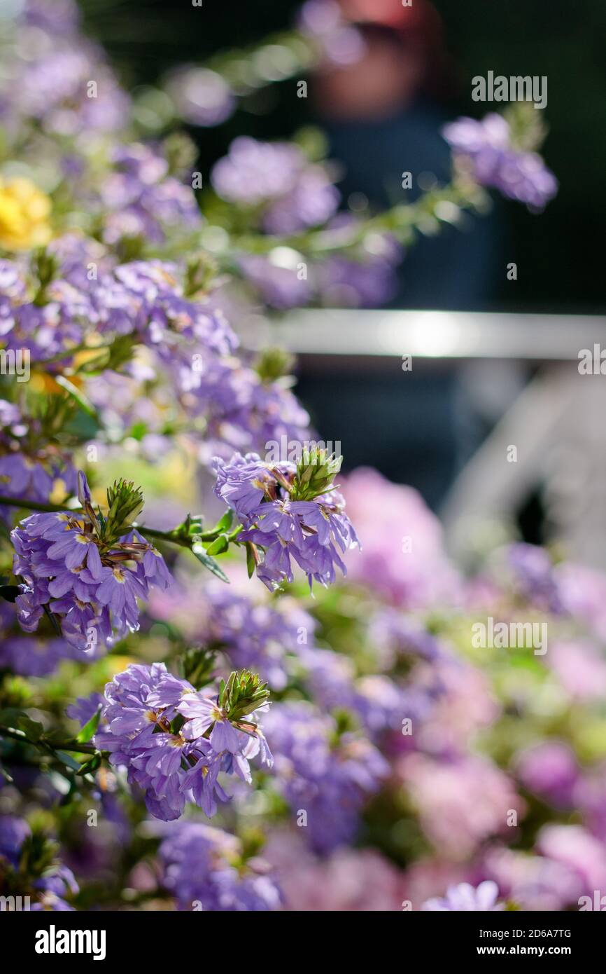Some flowers at sunny day as landscape design elements Stock Photo - Alamy