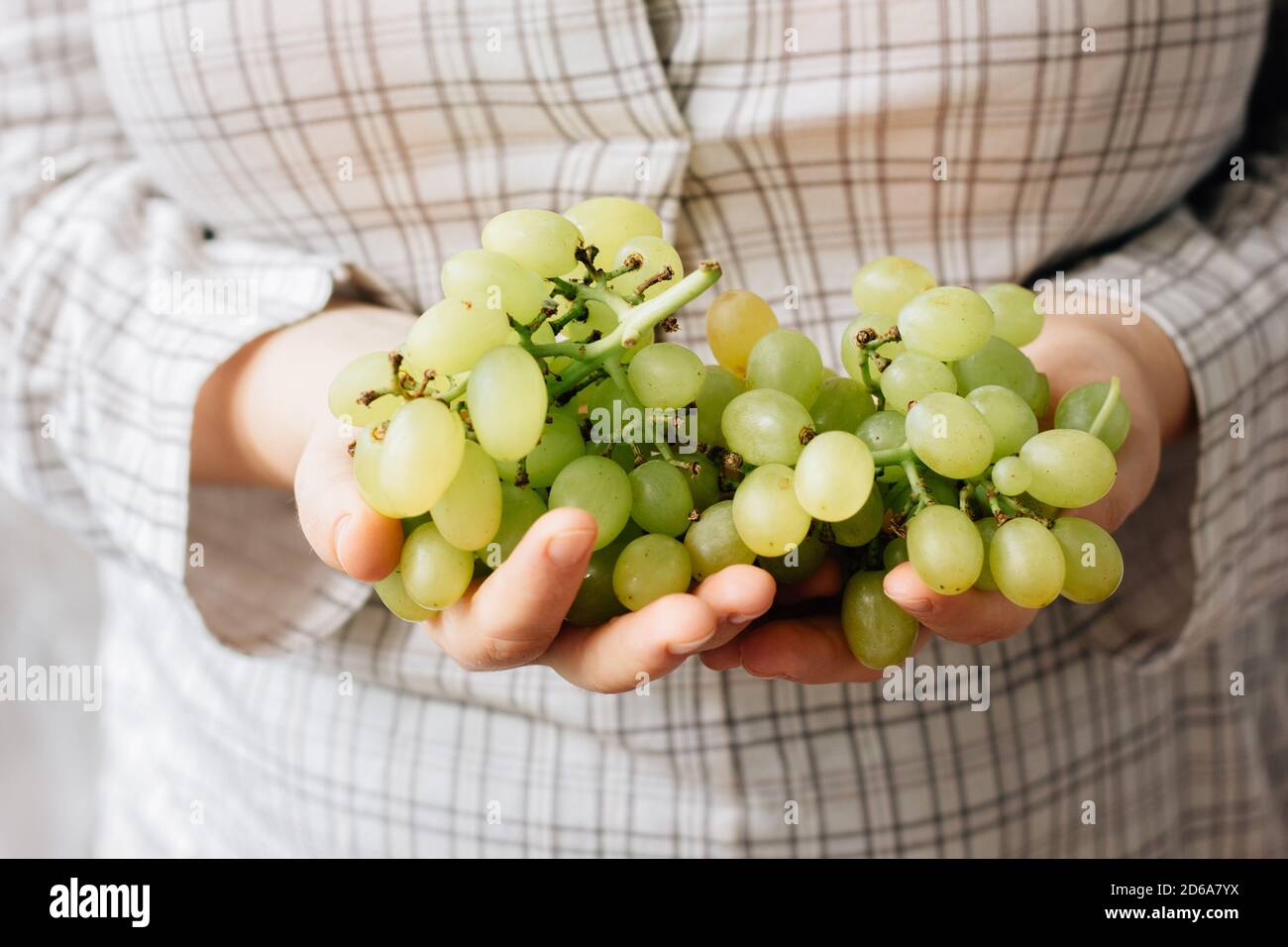 Woman holding grape fruits in her hands Stock Photo - Alamy