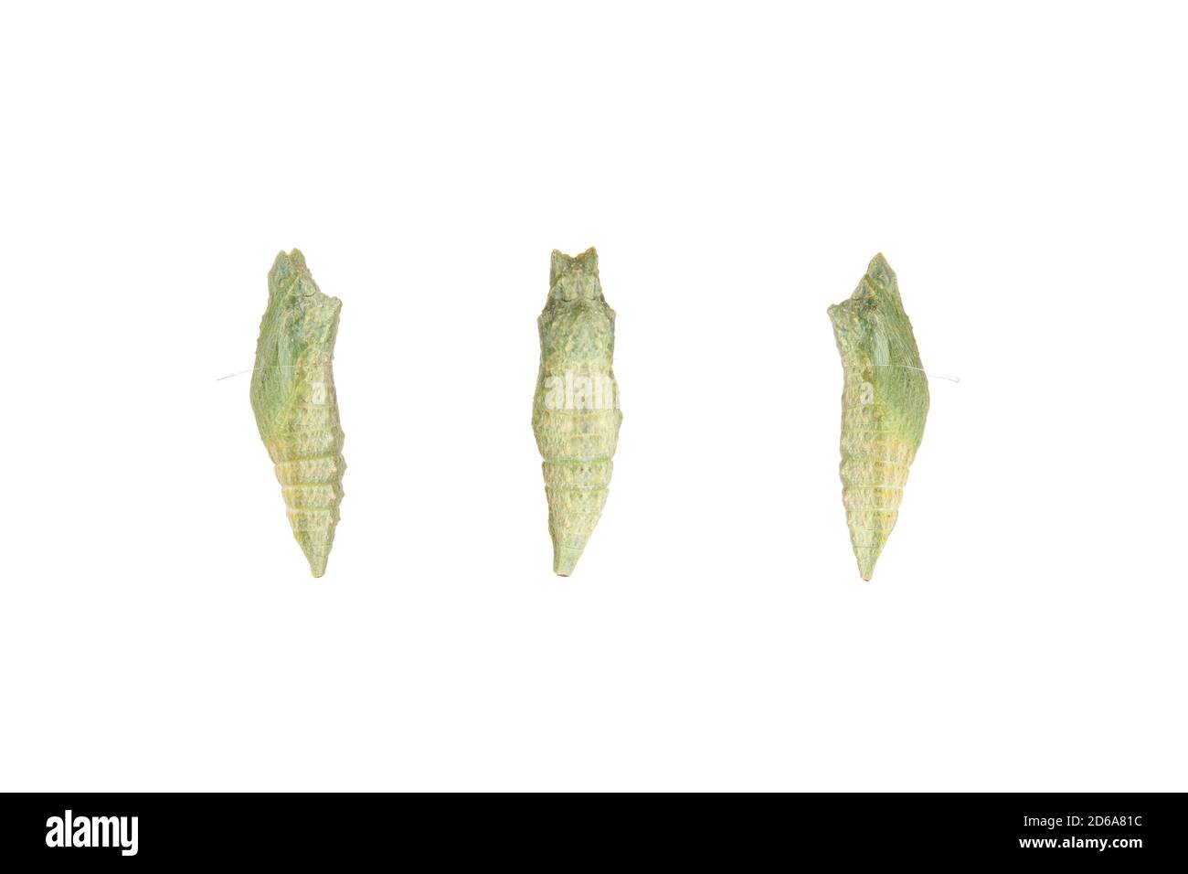 Butterfly chrysalis Cut Out Stock Images & Pictures - Alamy