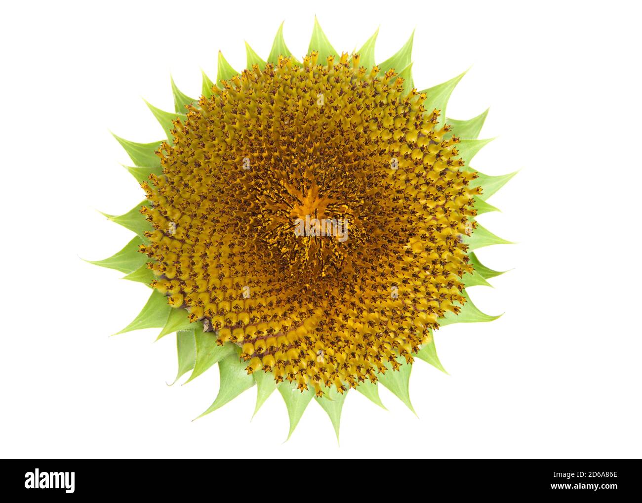 Pollination of a sunflower Cut Out Stock Images & Pictures - Alamy
