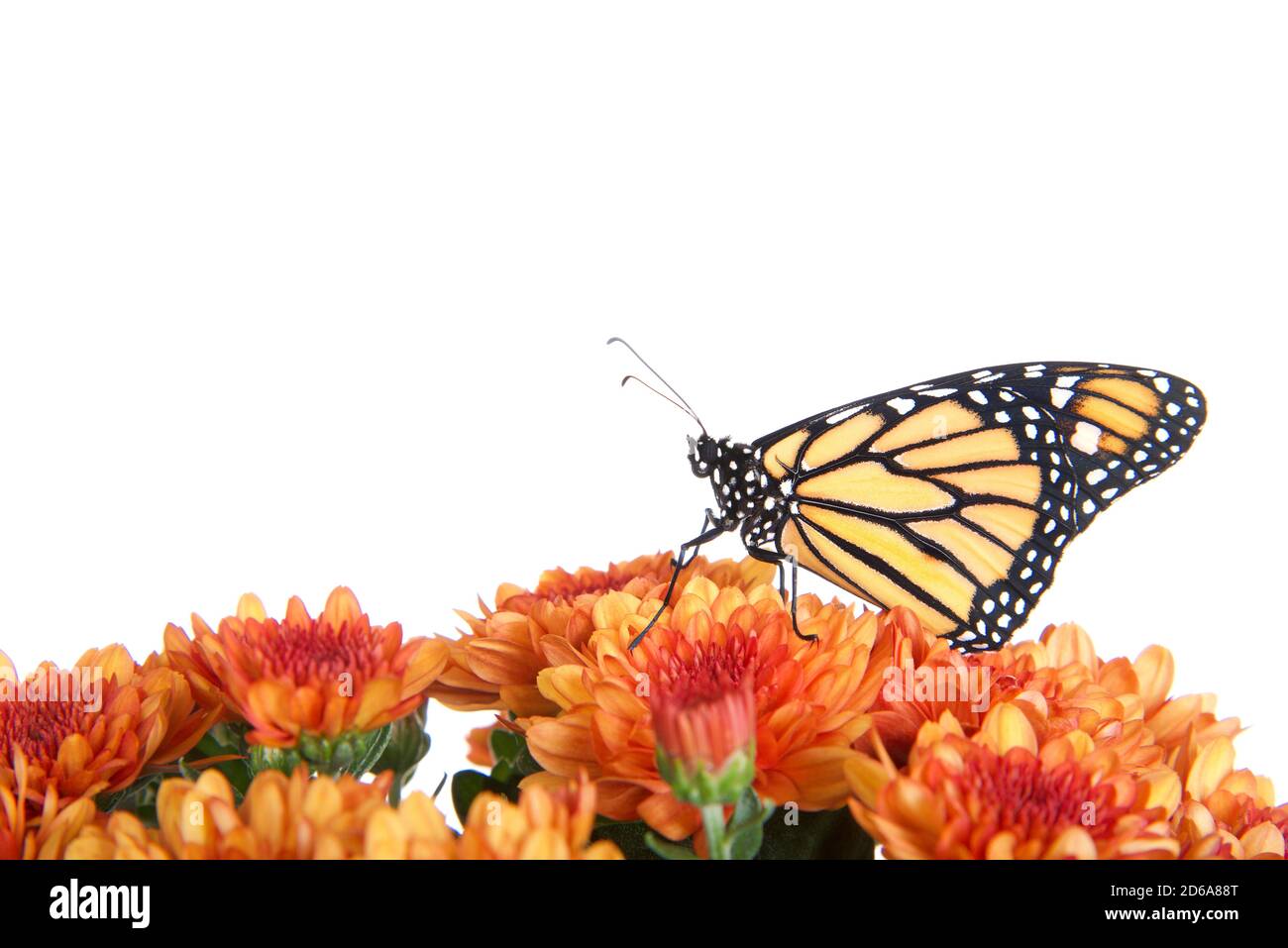 Monarch Butterfly on orange mums flowers, facing viewers left Isolated ...