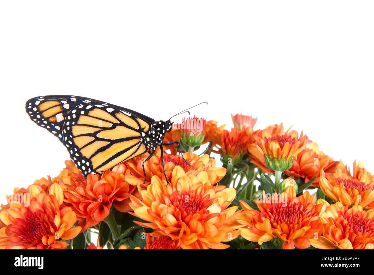 Monarch Butterfly on orange mums flowers, facing viewers right ...