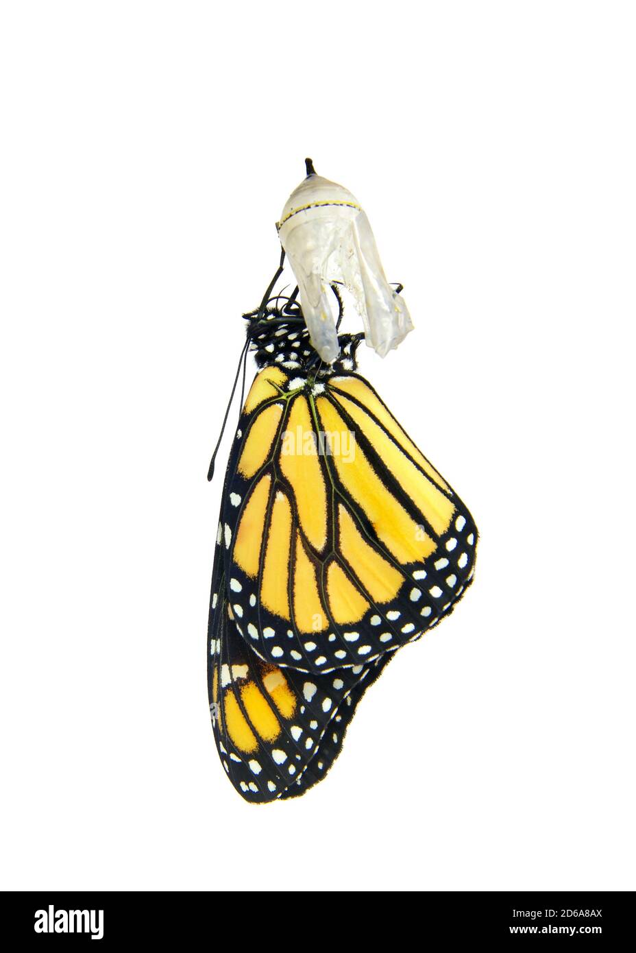 Monarch Butterfly Chrysalis Stages
