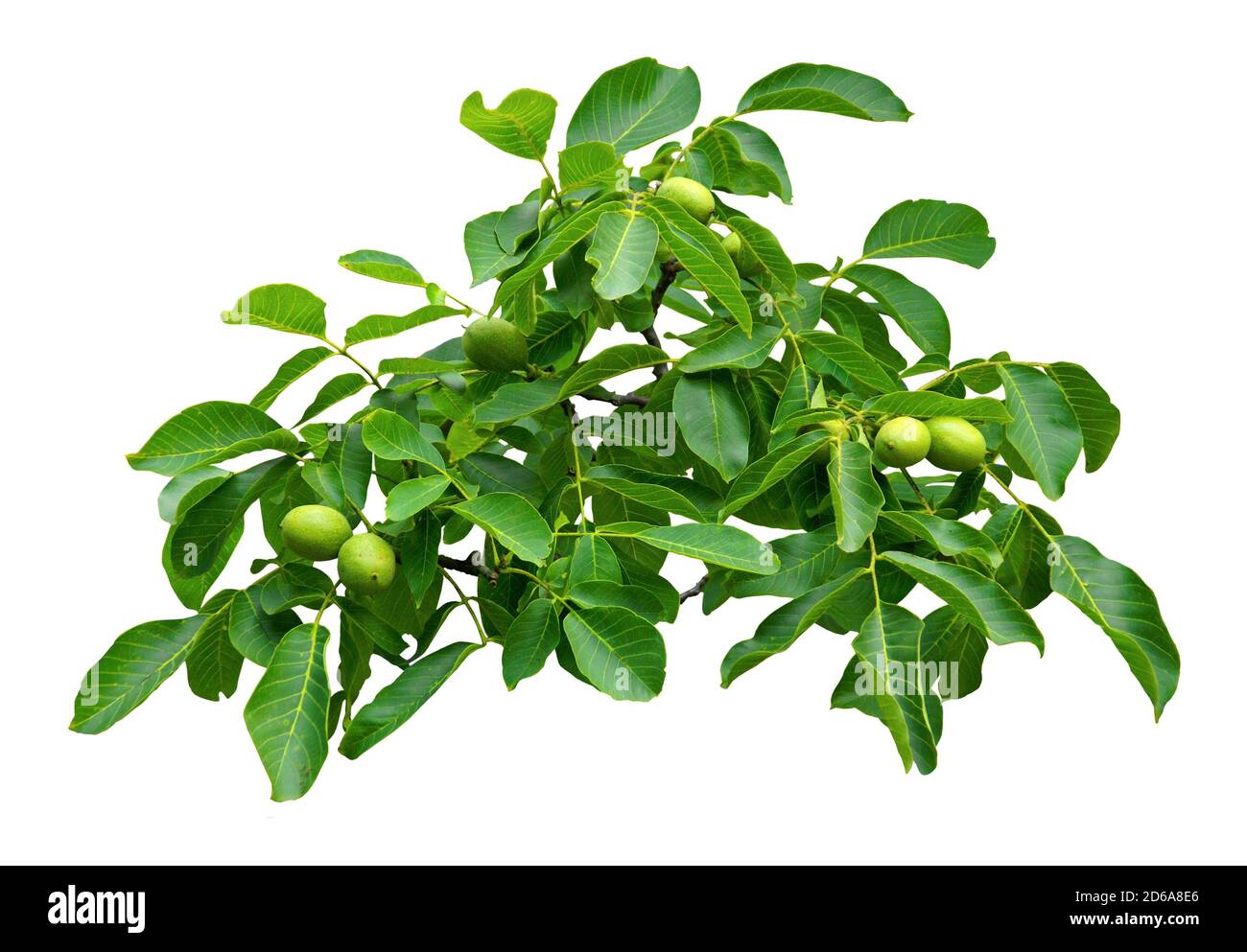 Green walnut fruit on tree hi-res stock photography and images - Alamy